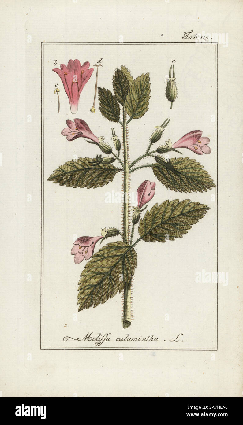 Calamint, Calamintha officinalis, native to Europe. Handcoloured ...