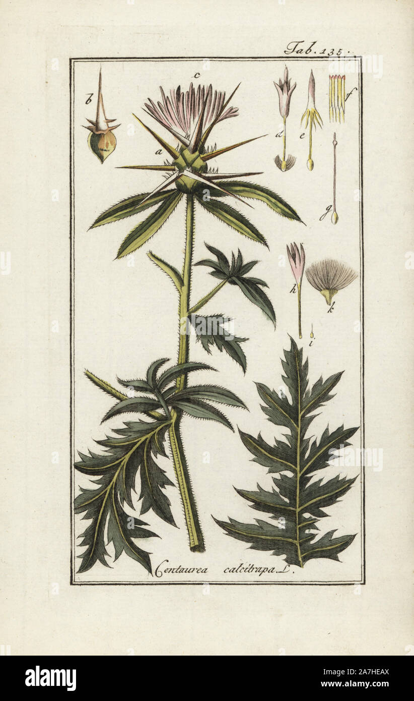 Europe native plants hi-res stock photography and images - Alamy