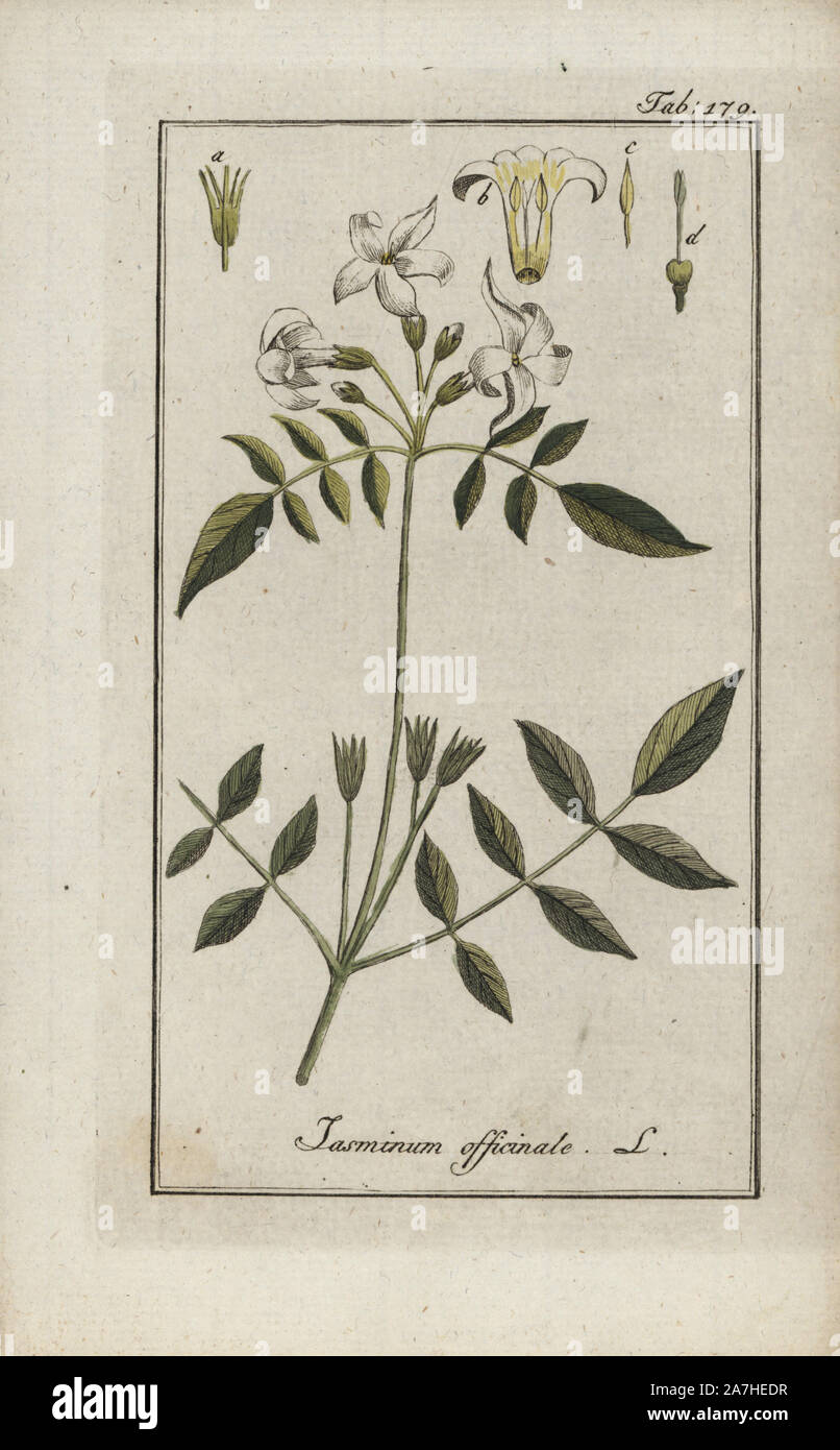 Jasmine jasminum officinale hi-res stock photography and images - Alamy