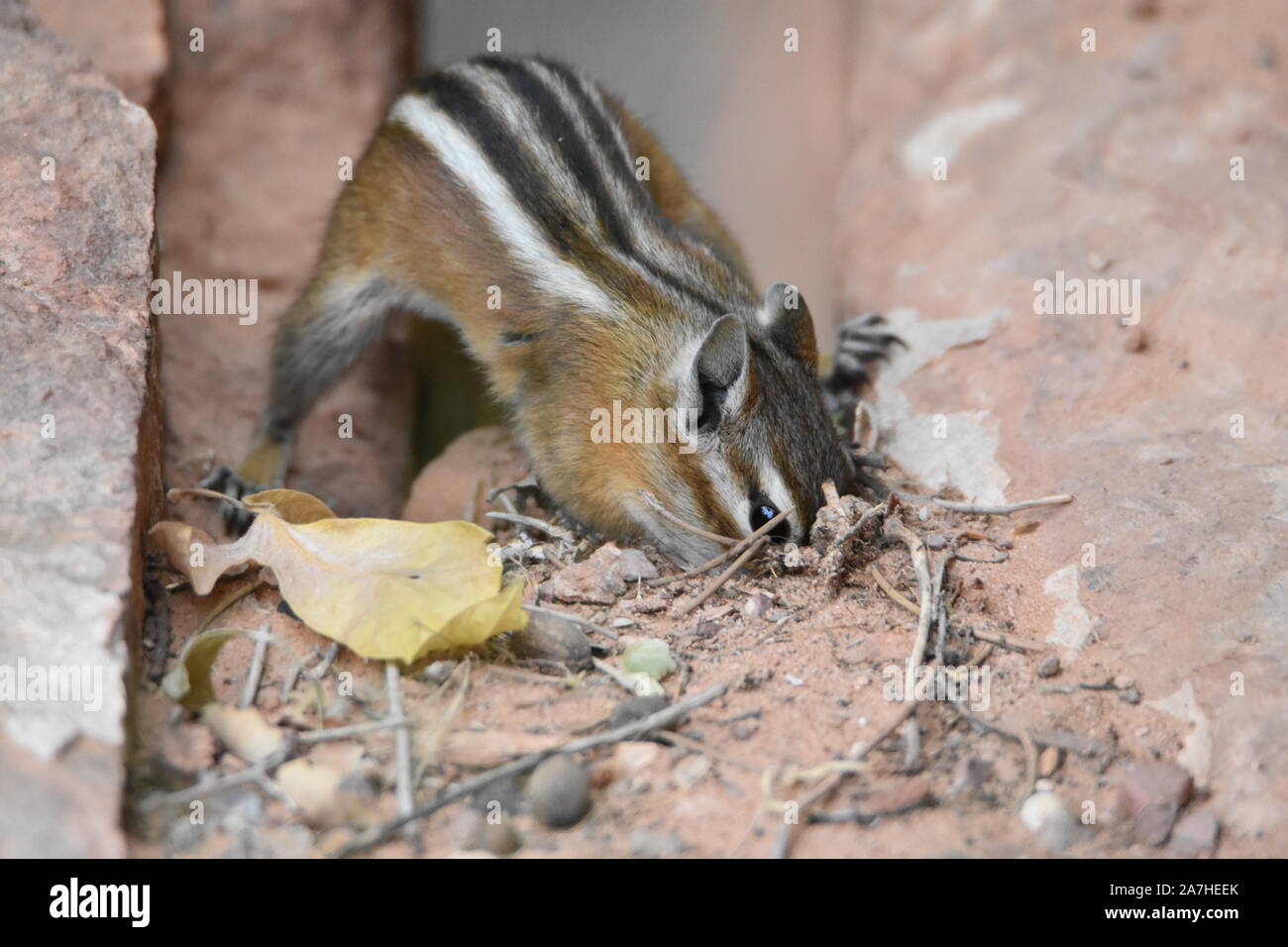 A Uinta Chipmunk digging in the dirk on the Canyon Overlook Trail in ...
