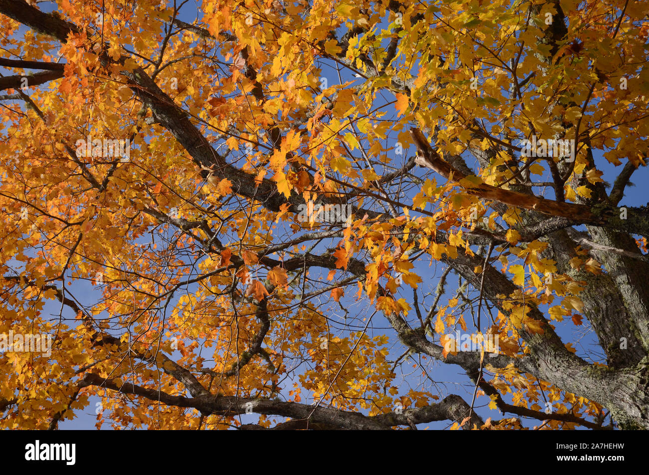 New brunswick autumn hi-res stock photography and images - Alamy