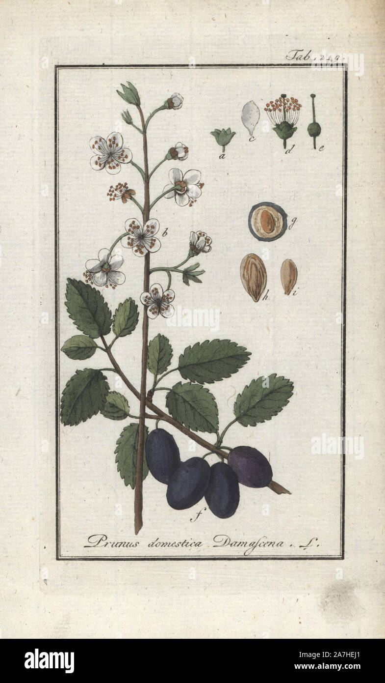 Damson plum tree hi-res stock photography and images - Alamy