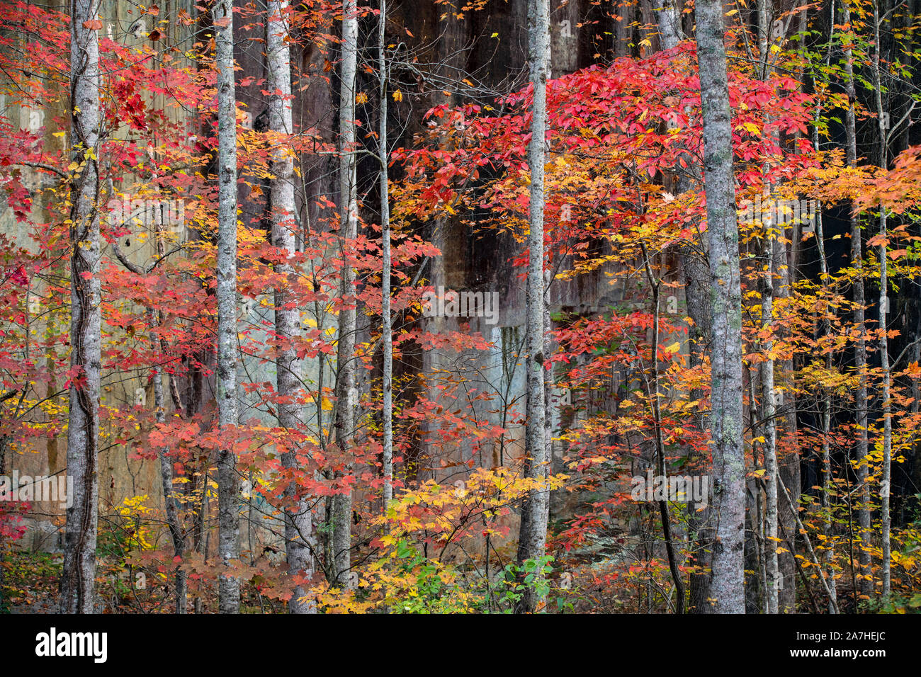 Vibrant fall colors in Pisgah National Forest, Brevard, North Carolina ...