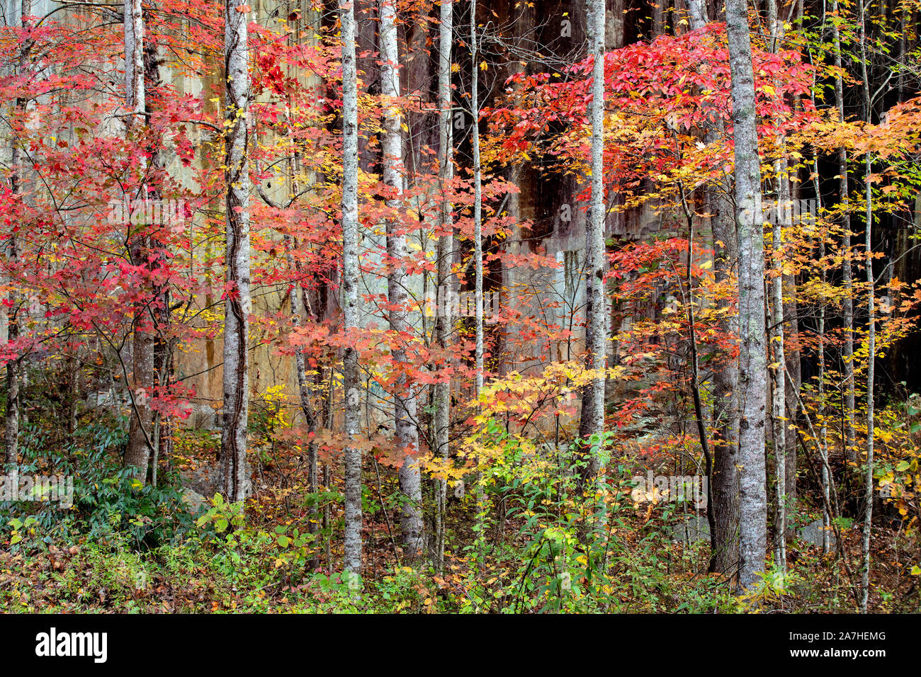 Vibrant fall colors in Pisgah National Forest, Brevard, North Carolina ...