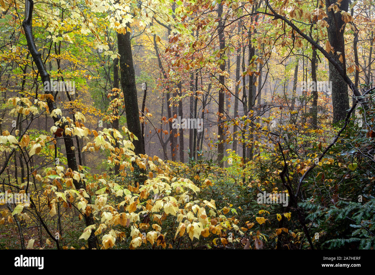 Fall foliage on a foggy day in Pisgah National Forest, Brevard, North ...
