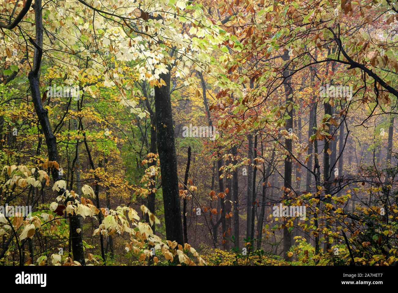 Fall foliage on a foggy day in Pisgah National Forest, Brevard, North ...