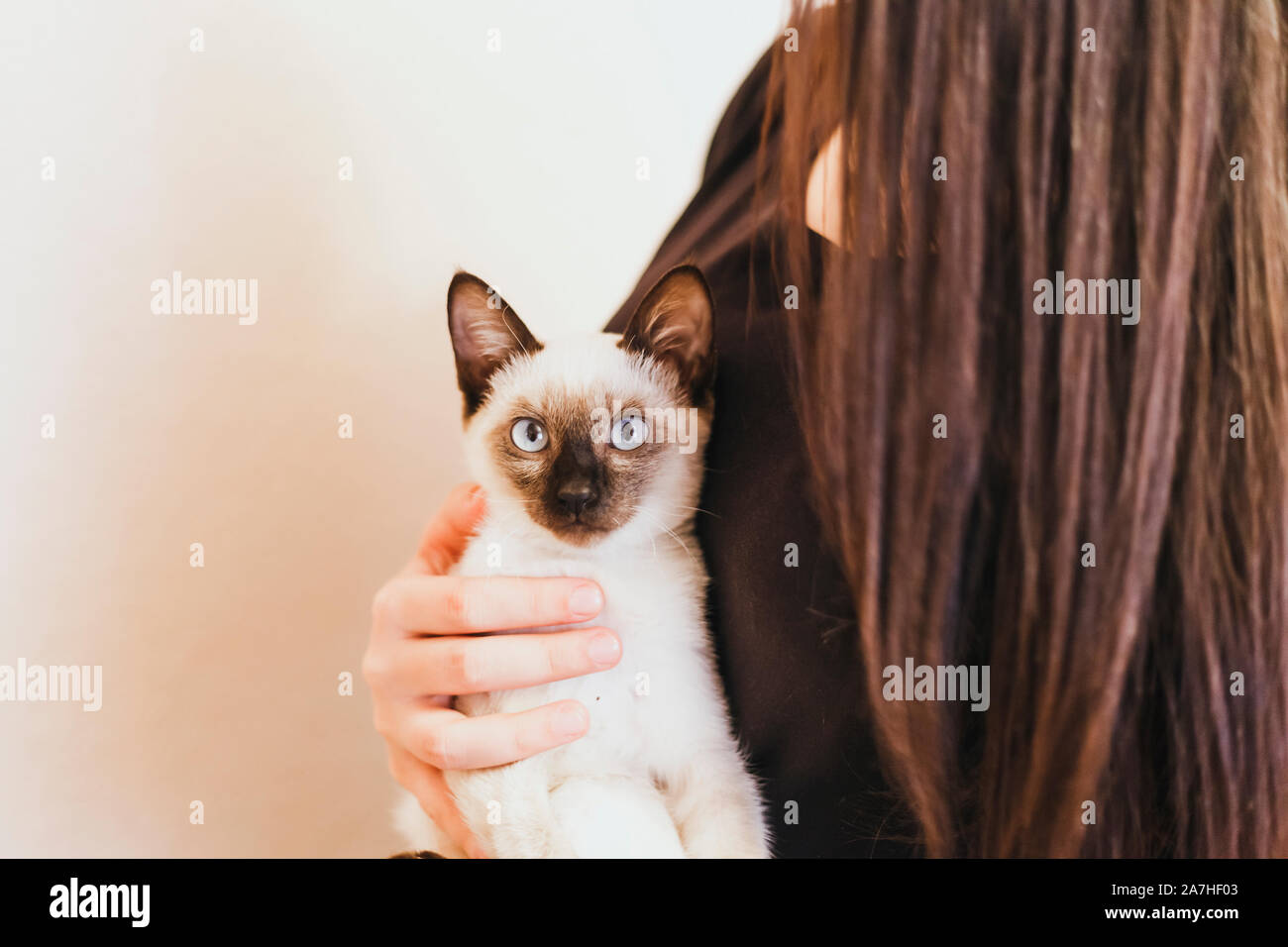 Siamese cat resting in the hands of the owner. A beautiful pussycat ...