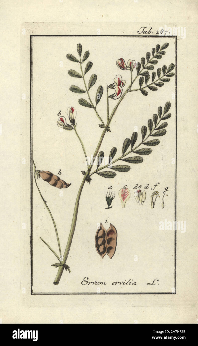 Bitter vetch hi-res stock photography and images - Alamy