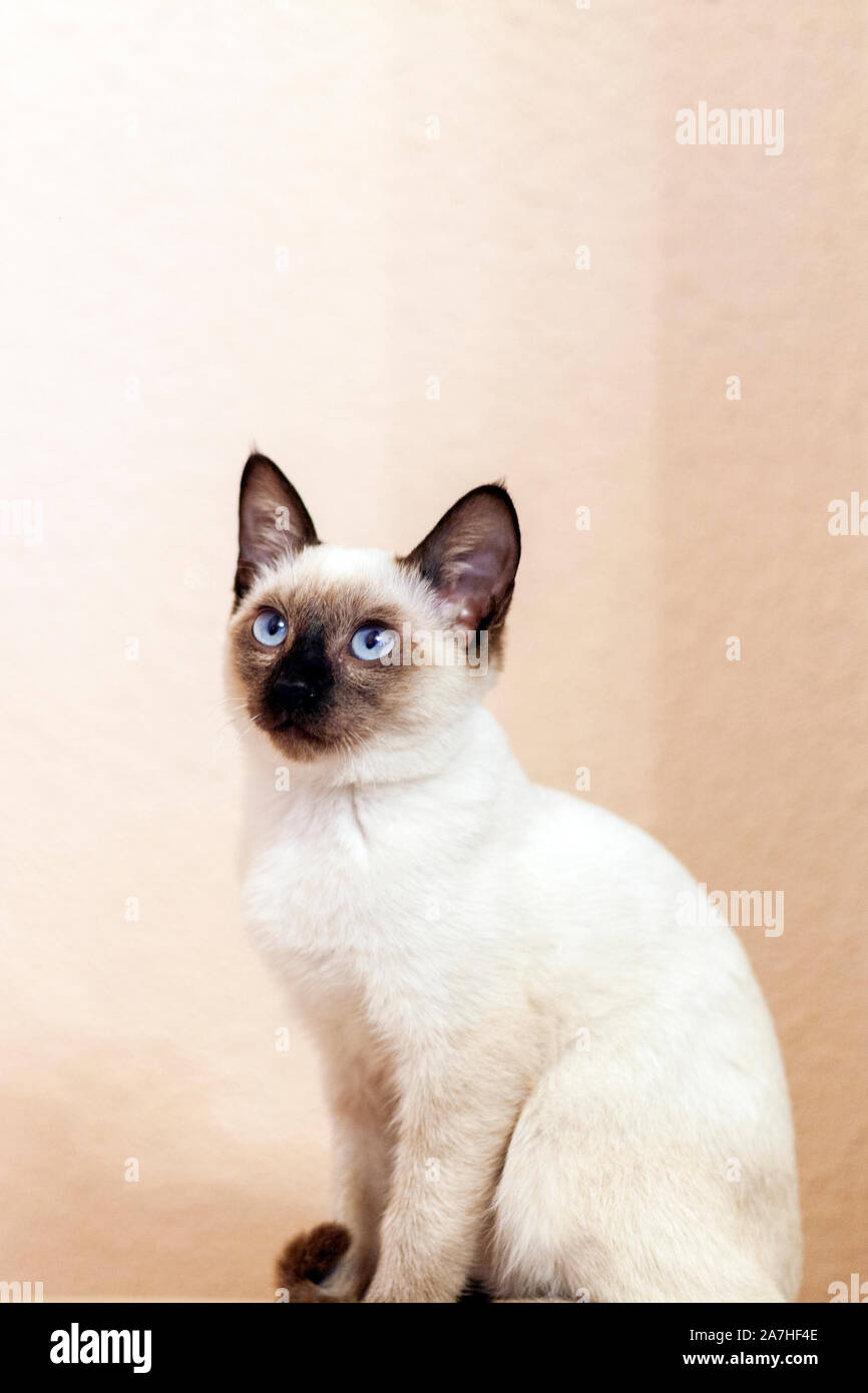 Cute siamese cat hi-res stock photography and images - Alamy