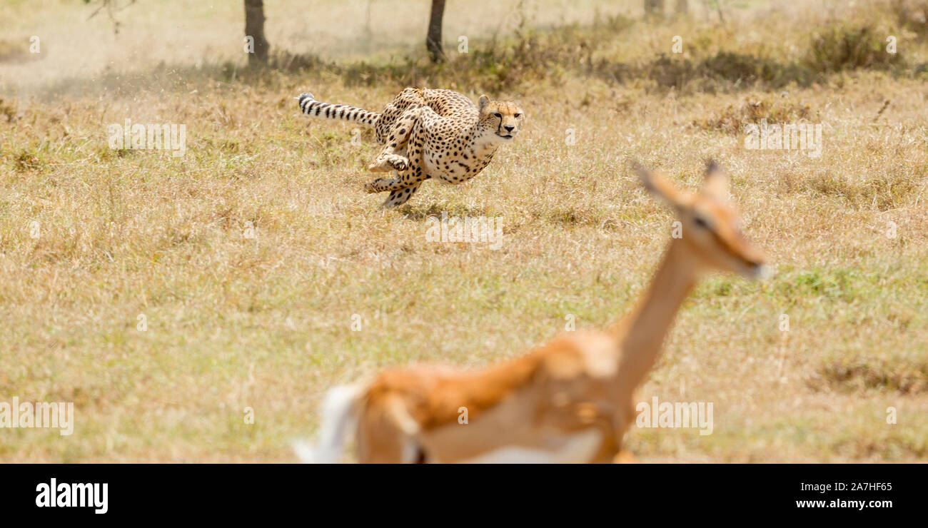 Cheetah Chasing Deer