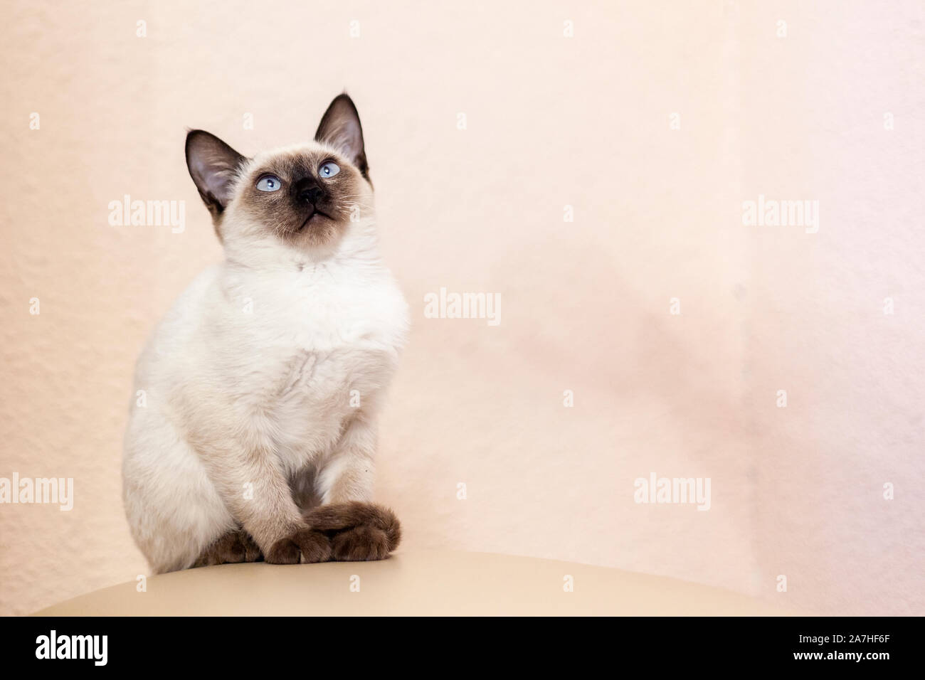 Portrait of beautiful Siamese cat. Cute siamese kitten posing, making ...