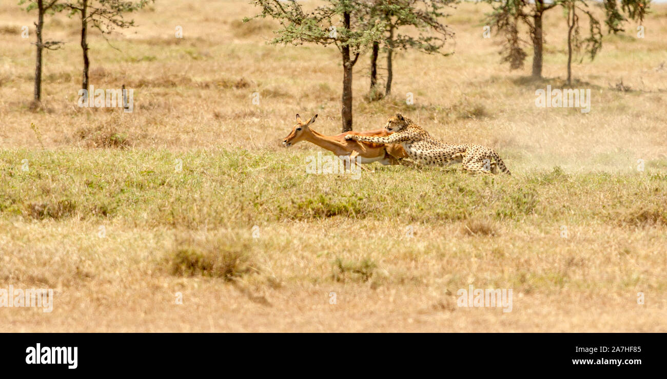 A female Cheetah chasing and catching an Impala, Ol Pejeta Conservancy ...