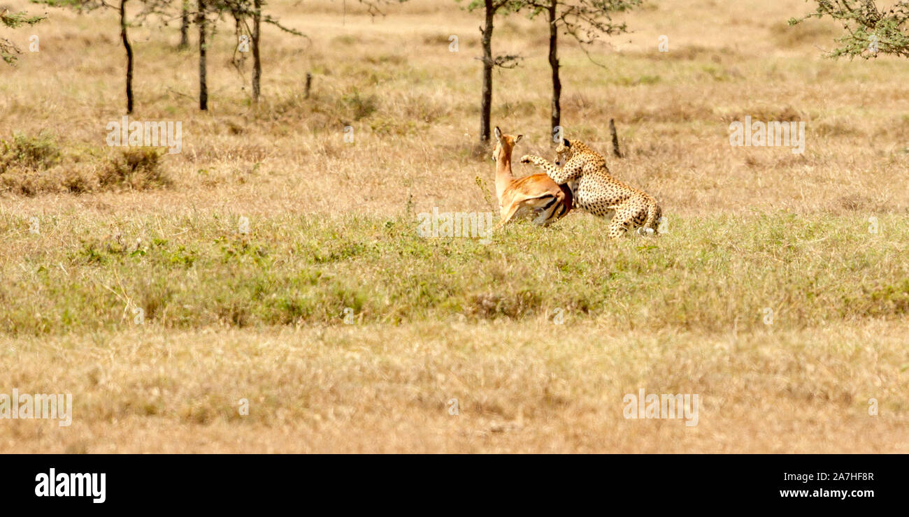 A female Cheetah chasing and catching an Impala, Ol Pejeta Conservancy ...