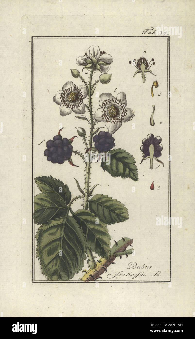 Botanical blackberry illustration hi-res stock photography and images ...