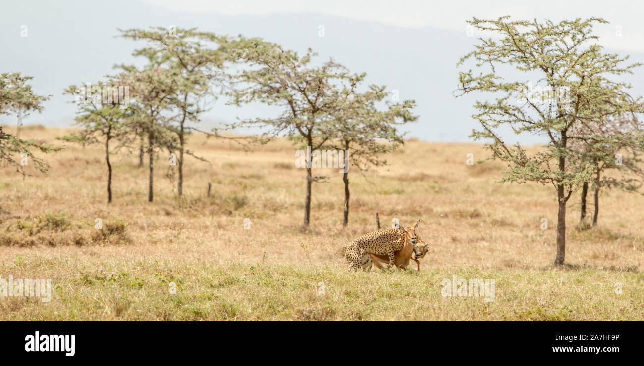 Cheetah chasing impala female hi-res stock photography and images - Alamy