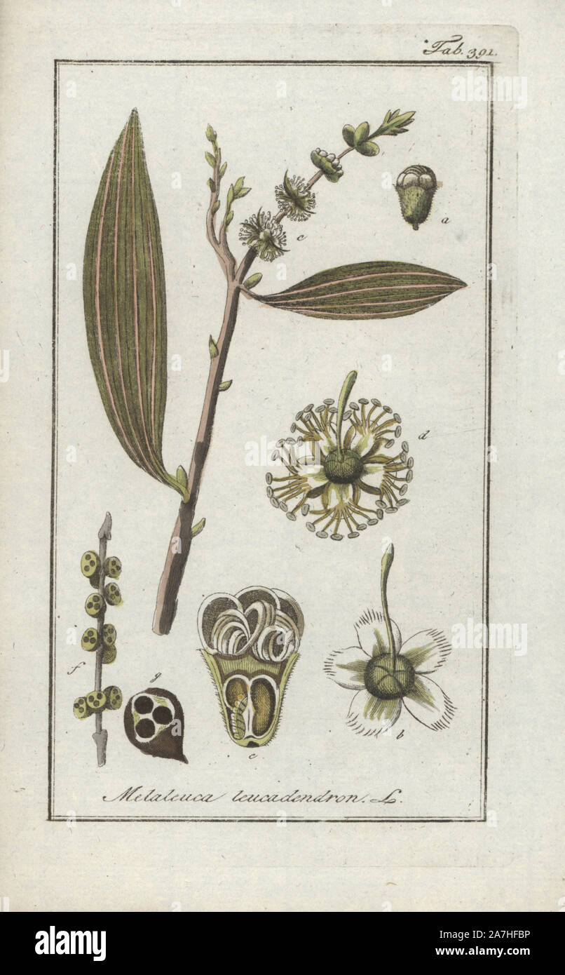 Cajeput tree hi-res stock photography and images - Alamy