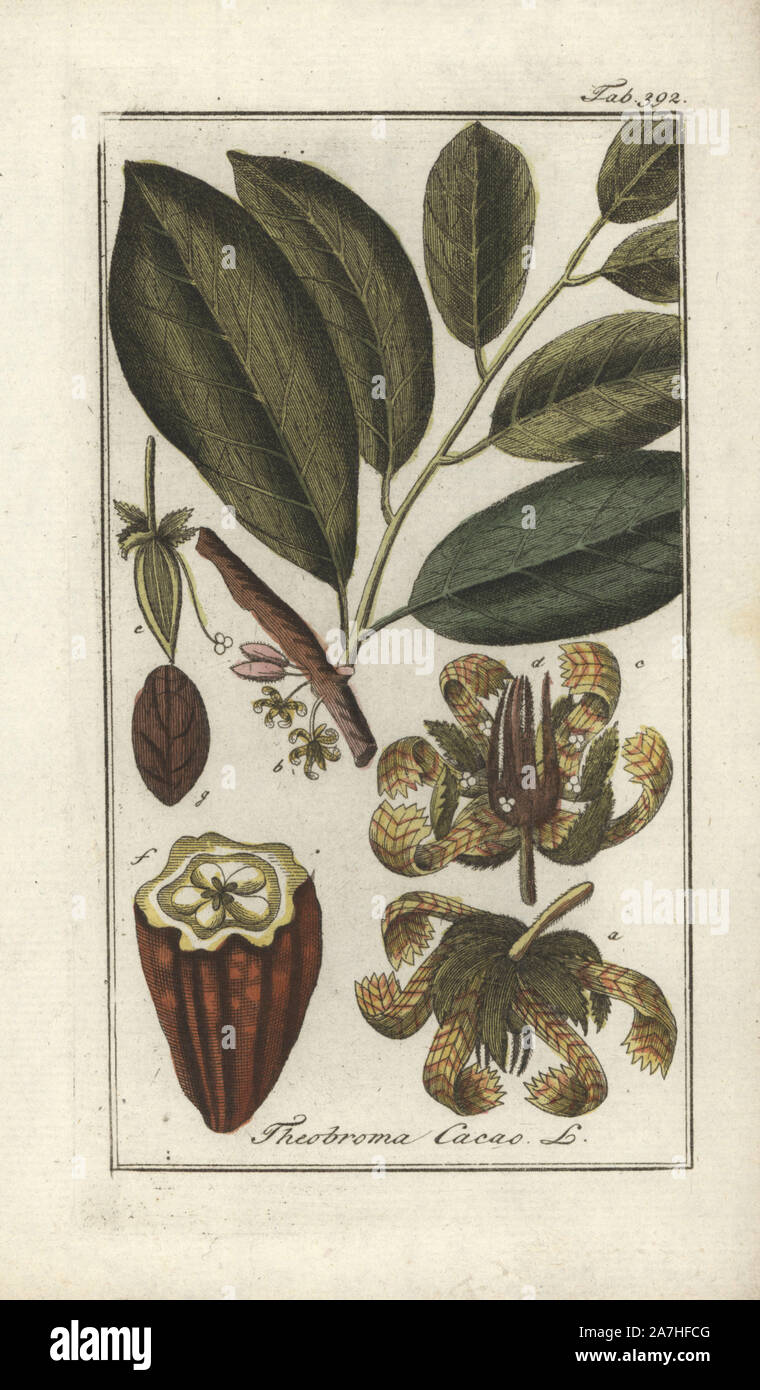 Theobroma cacao botanical engraving hi-res stock photography and images ...