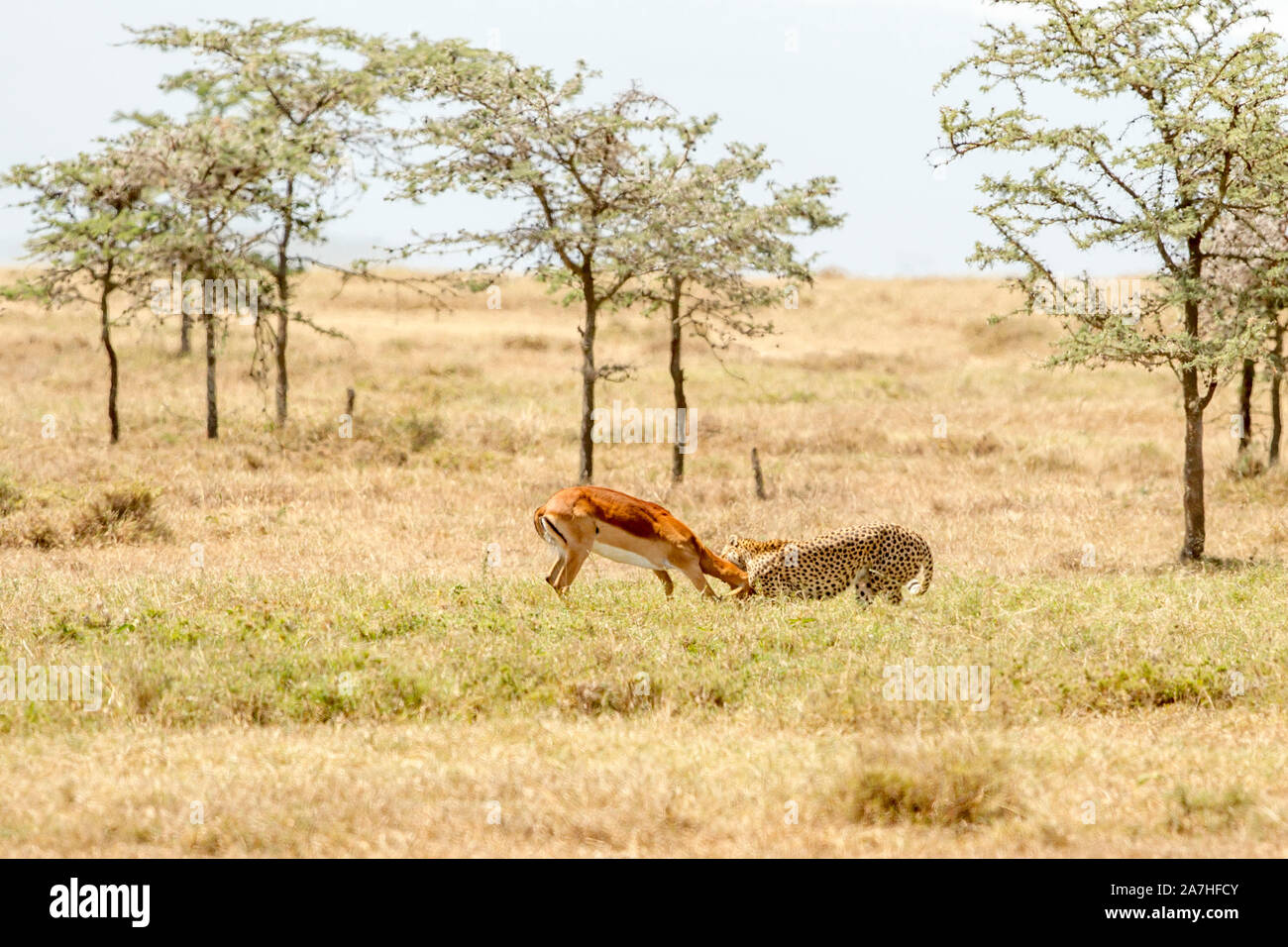 Cheetah chasing impala female hi-res stock photography and images - Alamy
