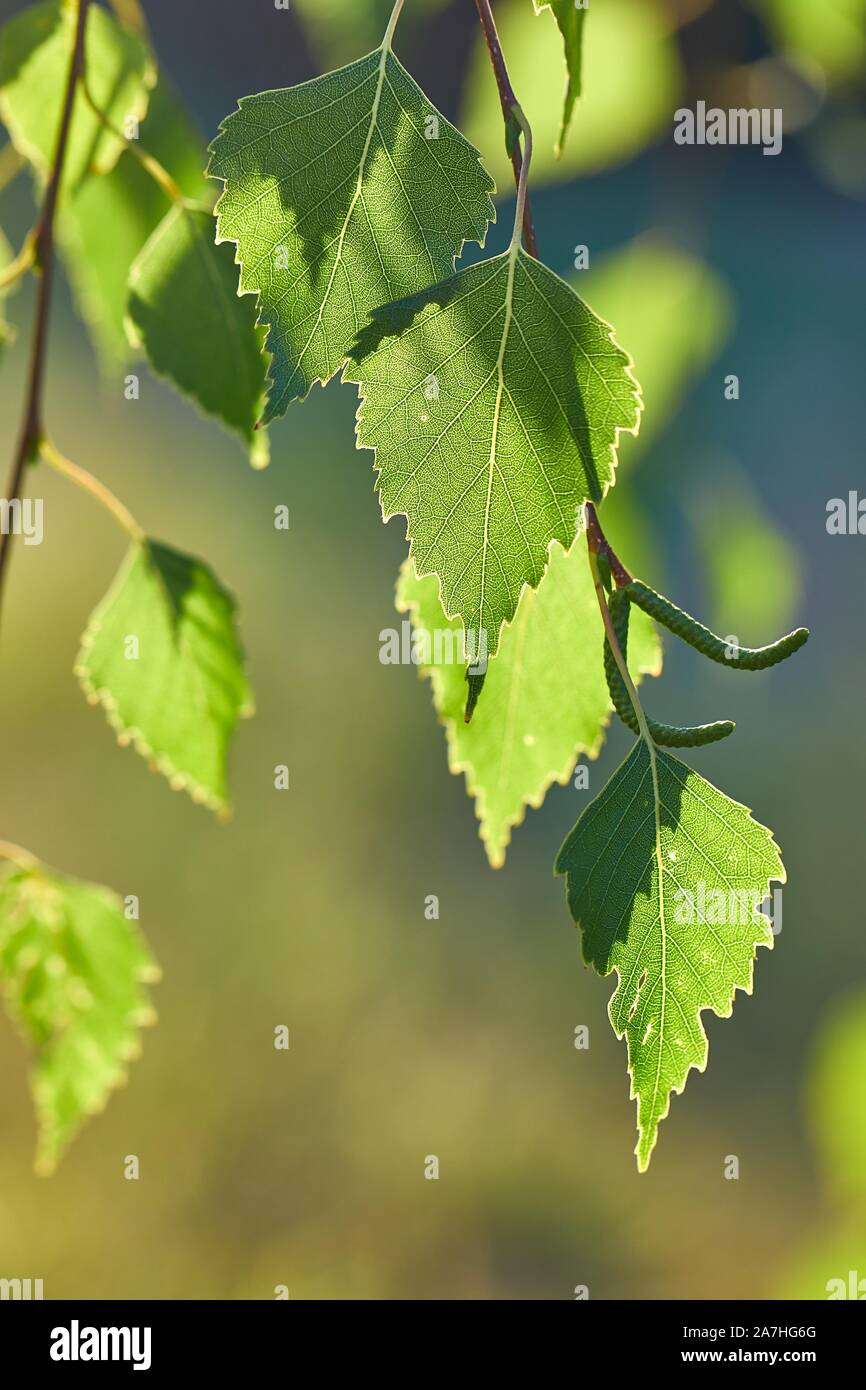 Green Leaves of Spring Stock Photo - Alamy