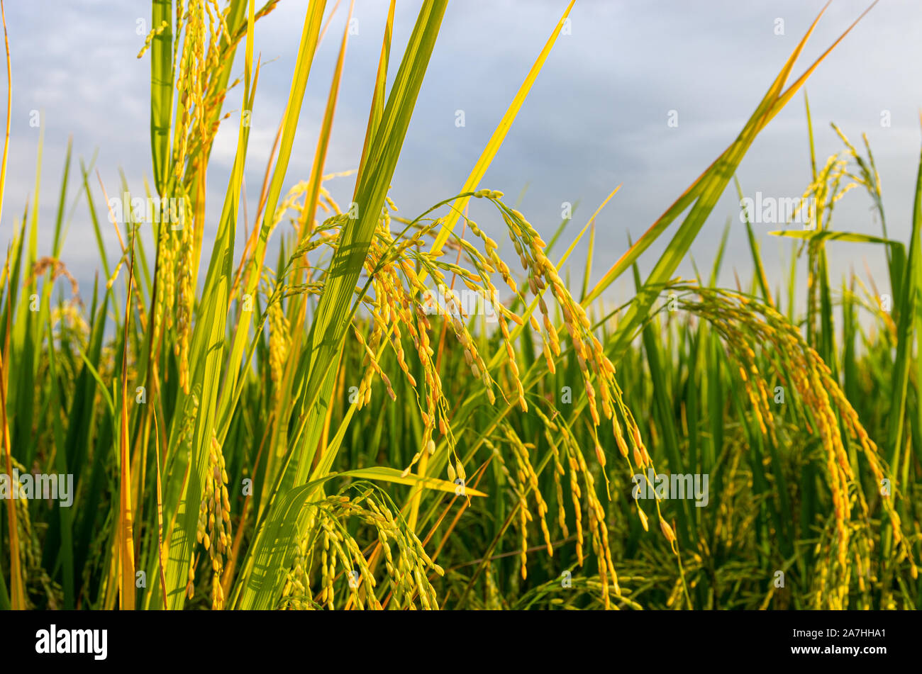 Picture of some ripe rice plants - close up Stock Photo - Alamy