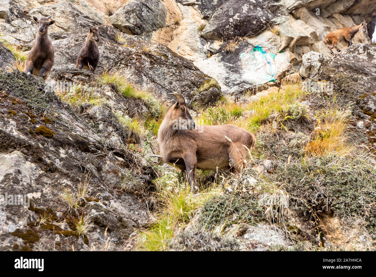 Nepali goat hi-res stock photography and images - Alamy