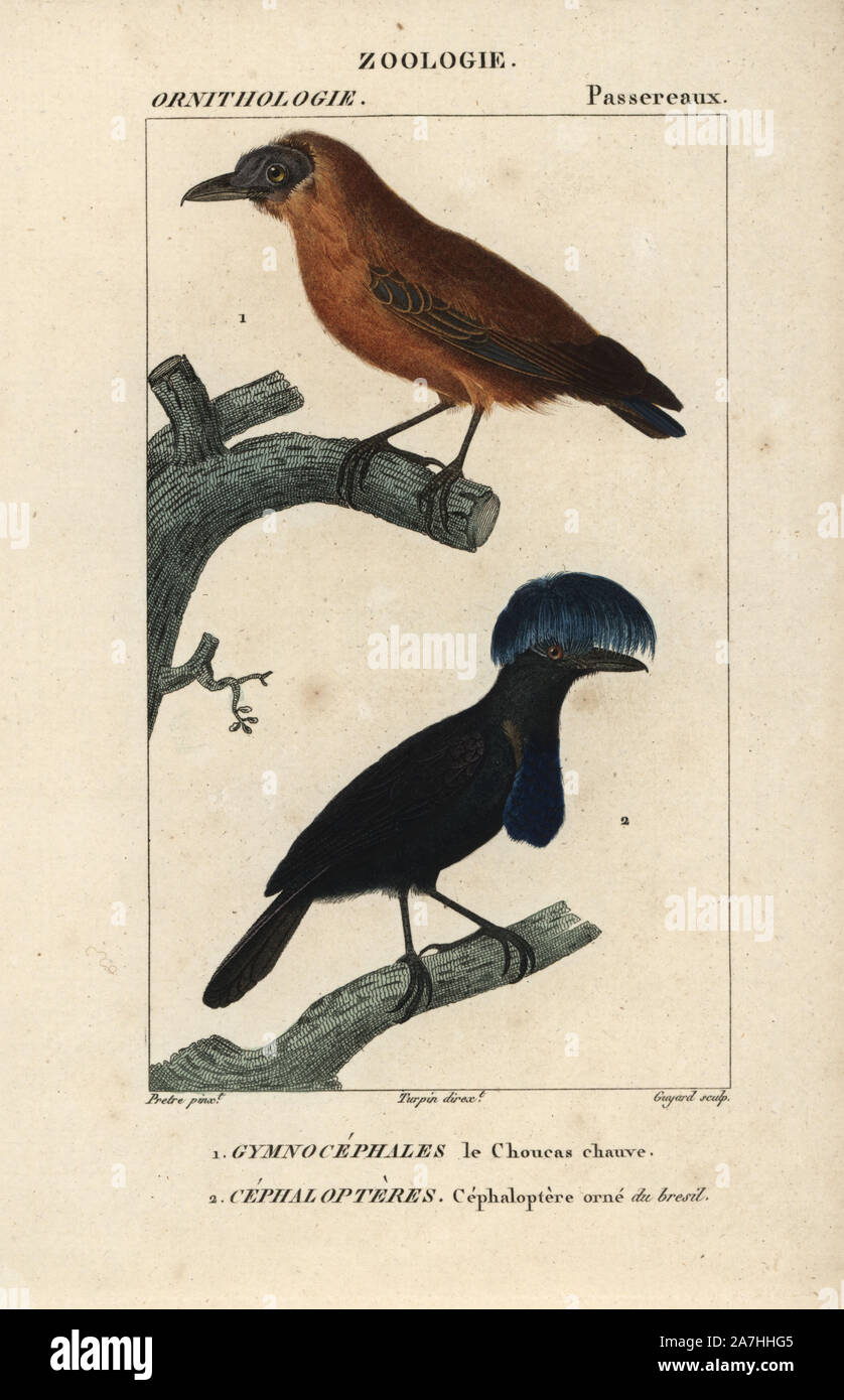 Amazonian umbrellabird cephalopterus ornatus hi-res stock photography ...