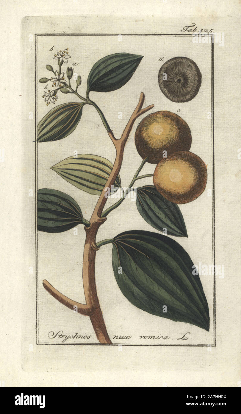 Strychnine tree, Strychnis nux-vomica. Handcoloured copperplate ...