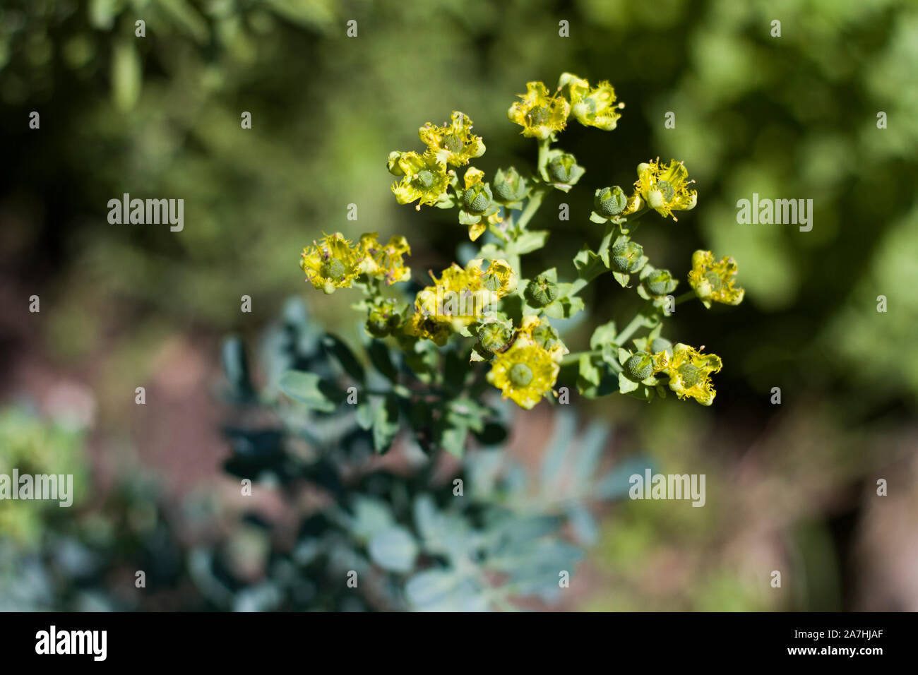 detail of the yellow flowers of the rue plant Stock Photo - Alamy