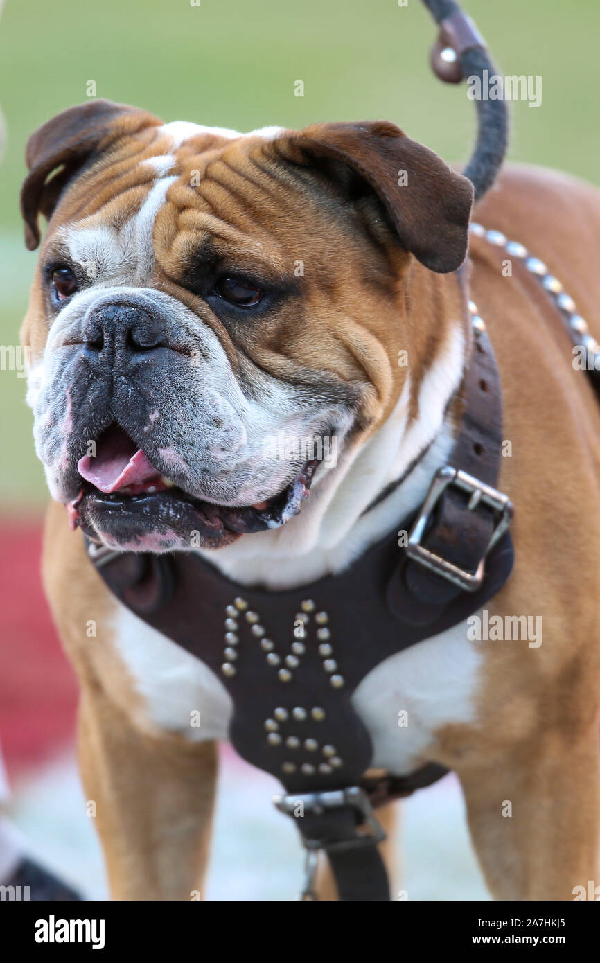 Razorbacks mascot hi-res stock photography and images - Alamy