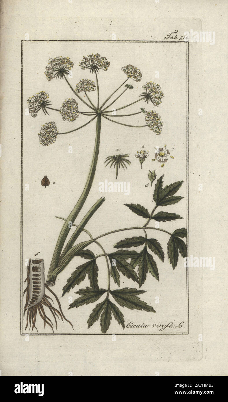 Botanical illustration hemlock hi-res stock photography and images - Alamy
