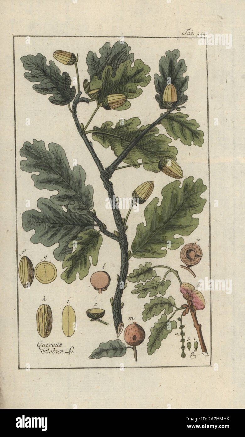 English oak tree, Quercus robur. Handcoloured copperplate botanical ...