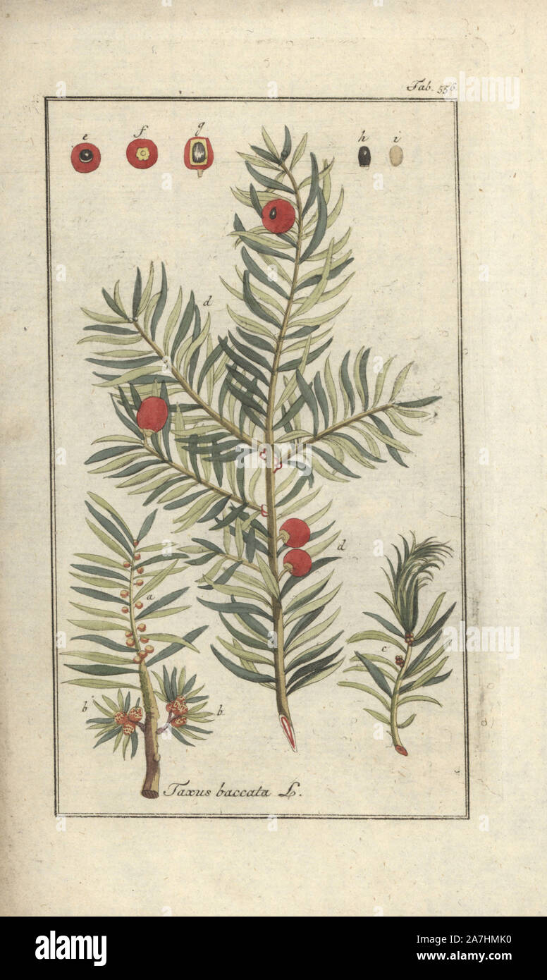 Yew tree, Taxus baccata. Handcoloured copperplate botanical engraving ...