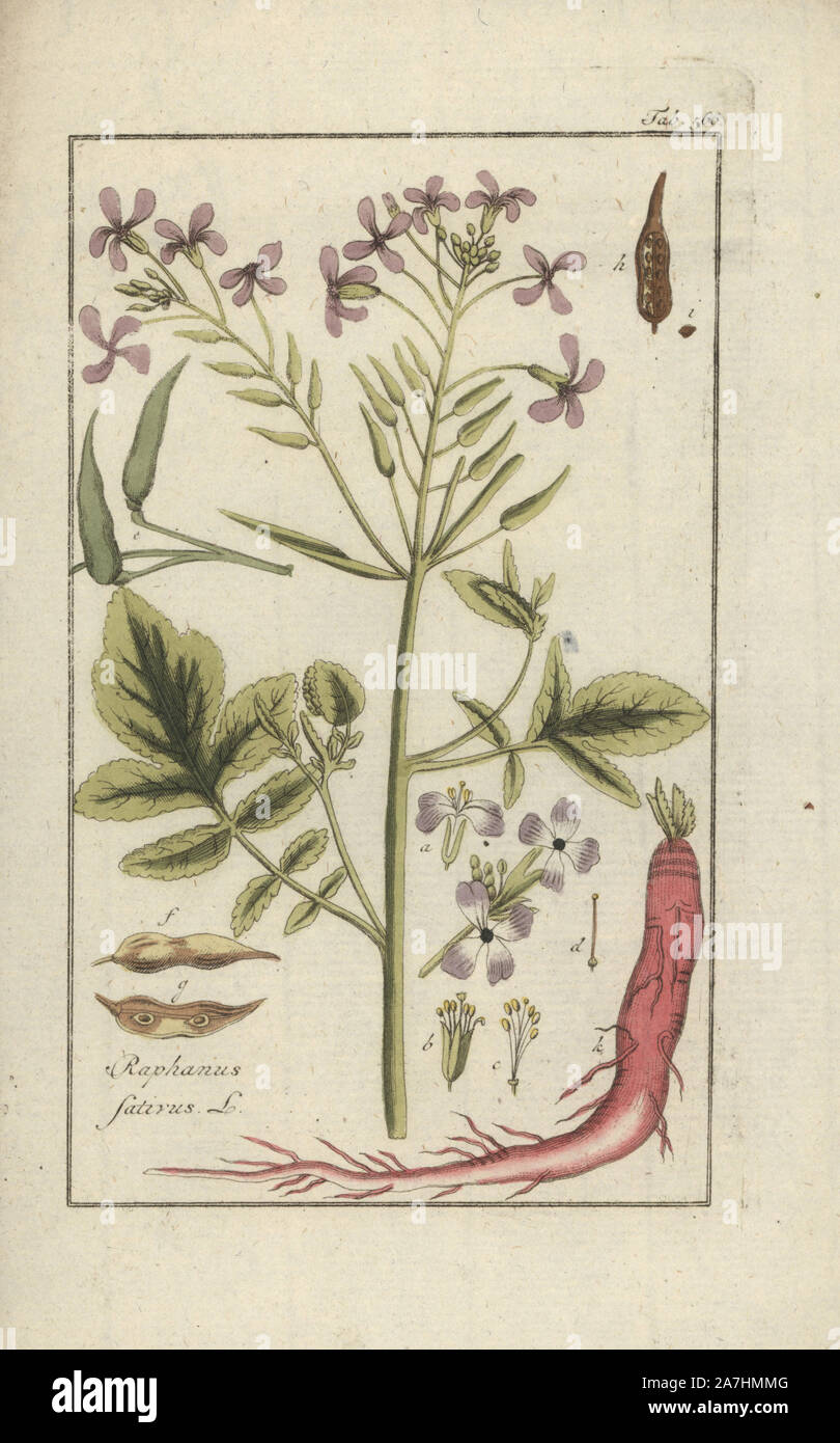 Botanical illustration of radish hi-res stock photography and images ...