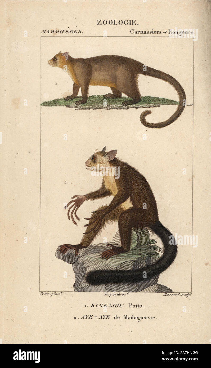 Kinkajou, Potos flavus, and aye-aye of Madagascar, Daubentonia ...