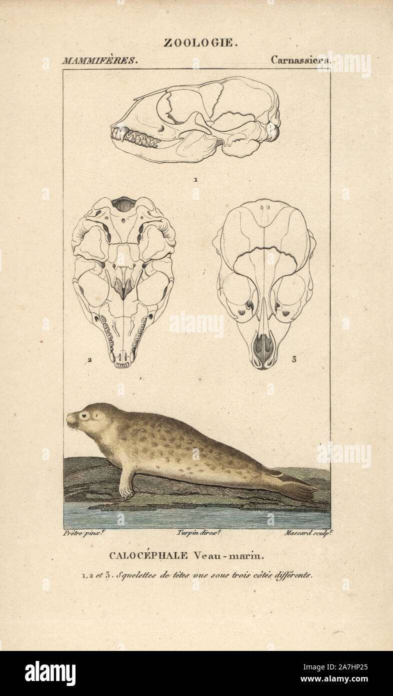 Harbour seal skull hi-res stock photography and images - Alamy
