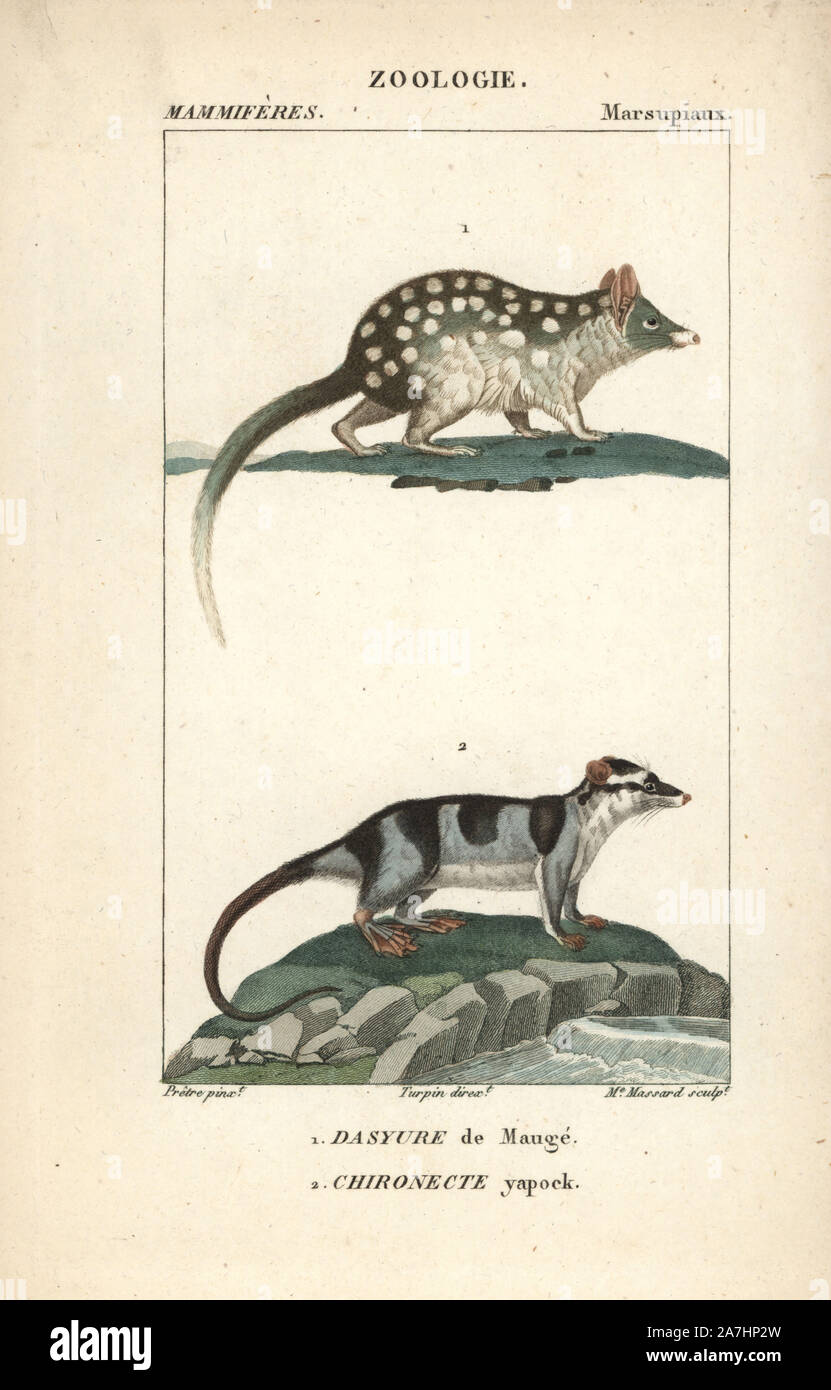 Eastern quoll, Dasyurus viverrinus, and water opossum, Chironectes ...