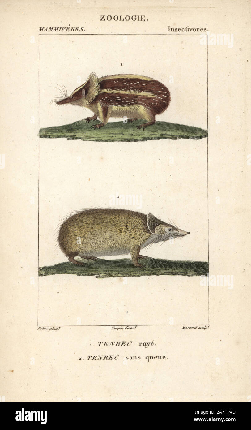 Tailless tenrec, Tenrec ecaudatus, and lowland streaked tenrec ...