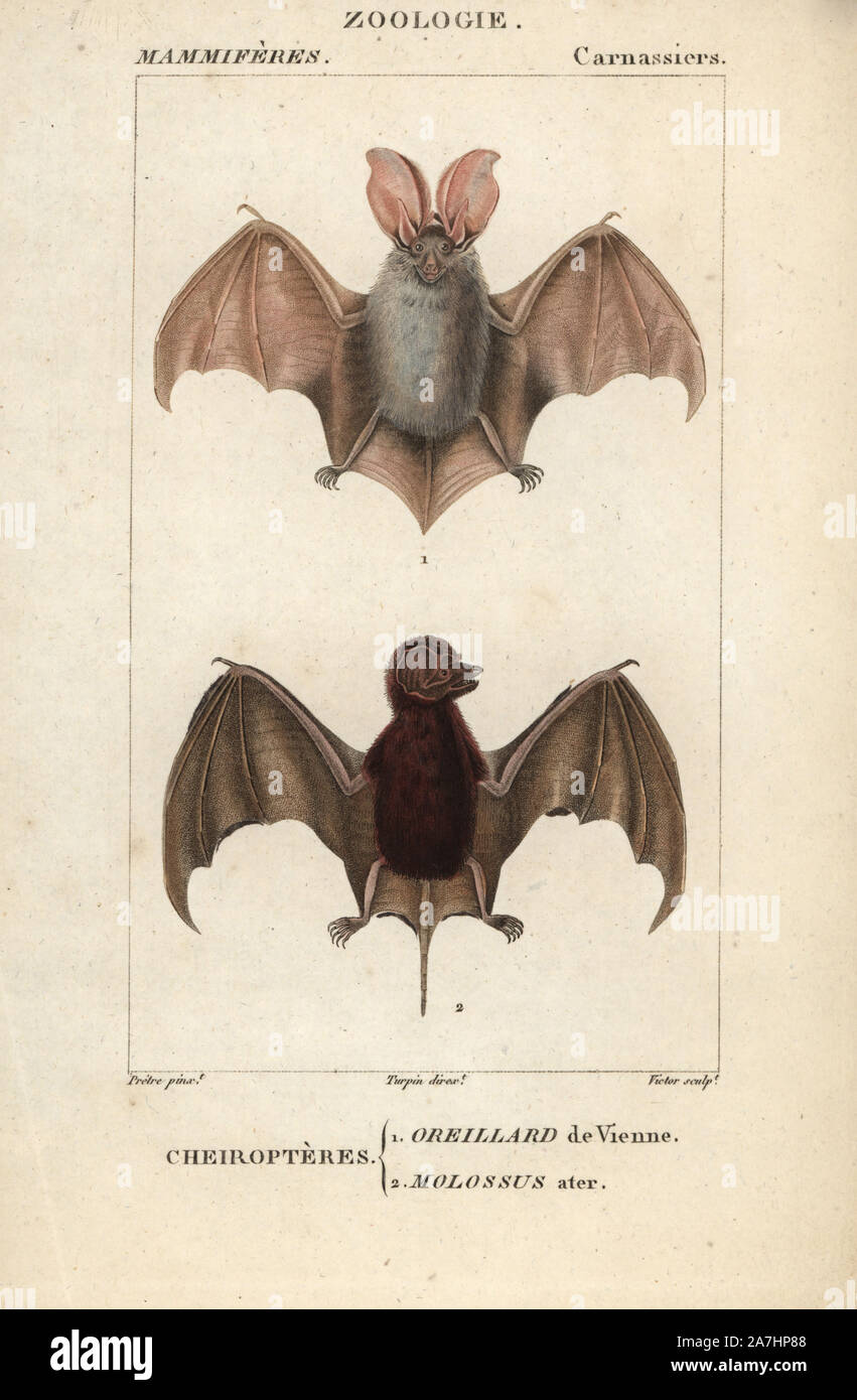 Grey long-eared bat, Plecotus austriacus, and black mastiff bat ...