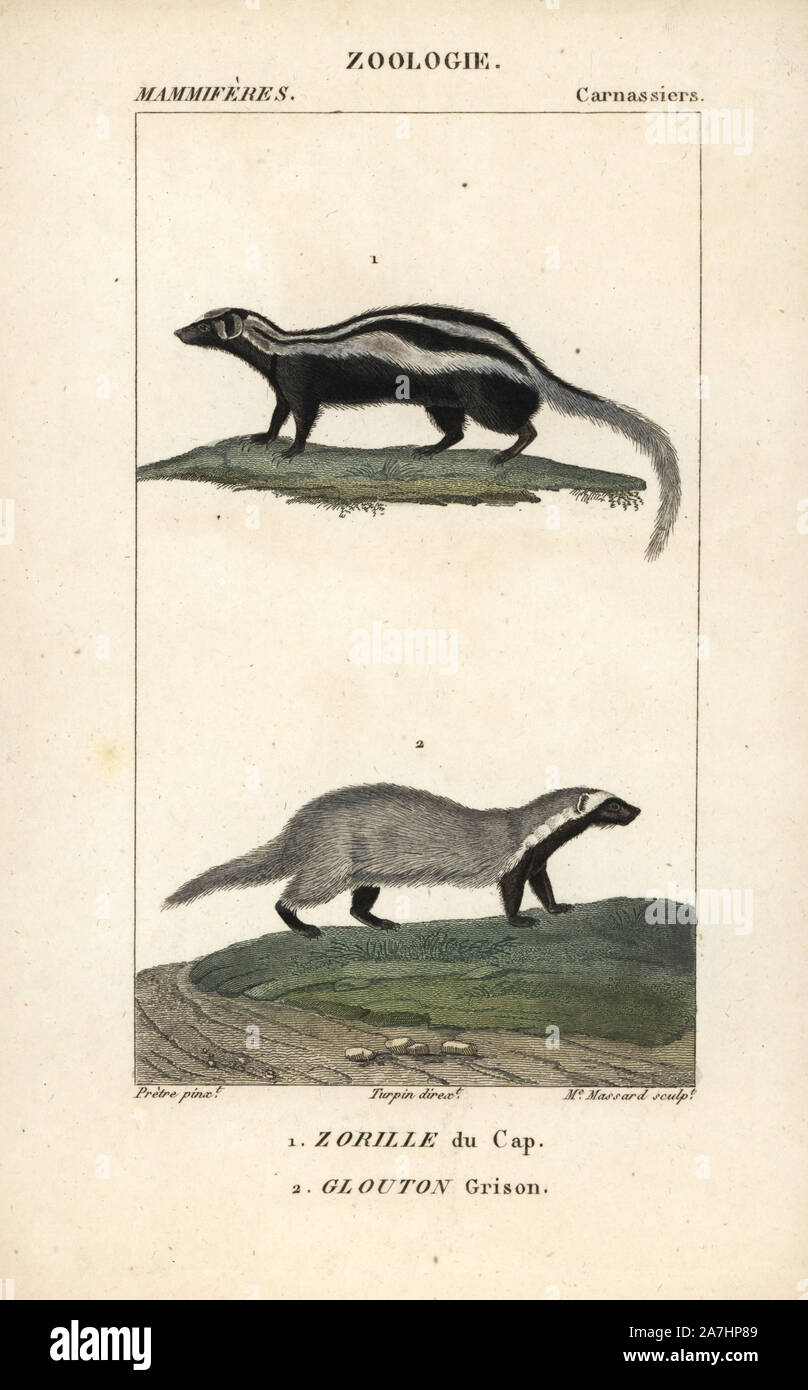 Honey badger, Mellivora capensis, and grison or South American glutton ...