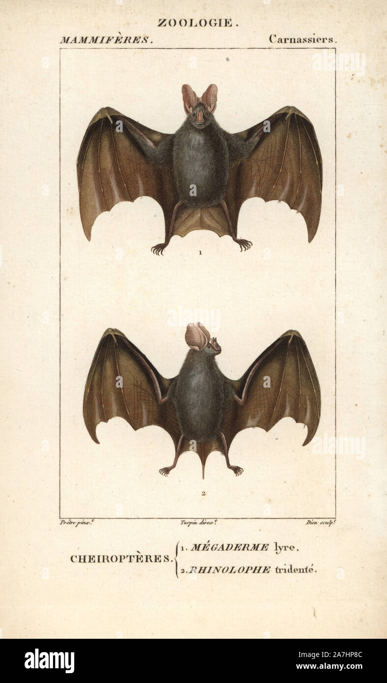 Greater false vampire bat, Megaderma lyra, and trident leaf-nosed bat ...