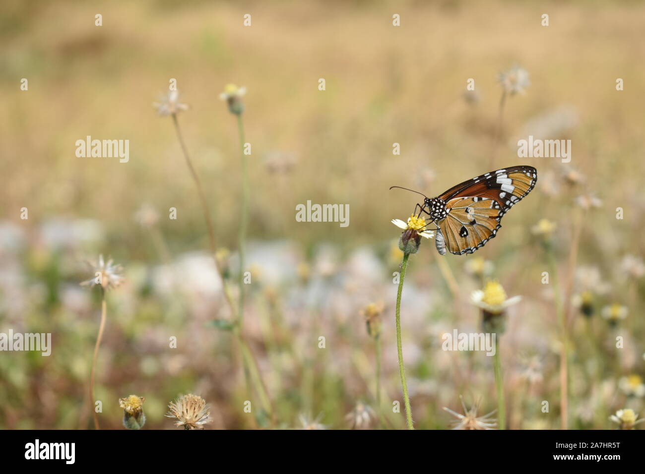 Butterfly native to indonesia hi-res stock photography and images - Alamy