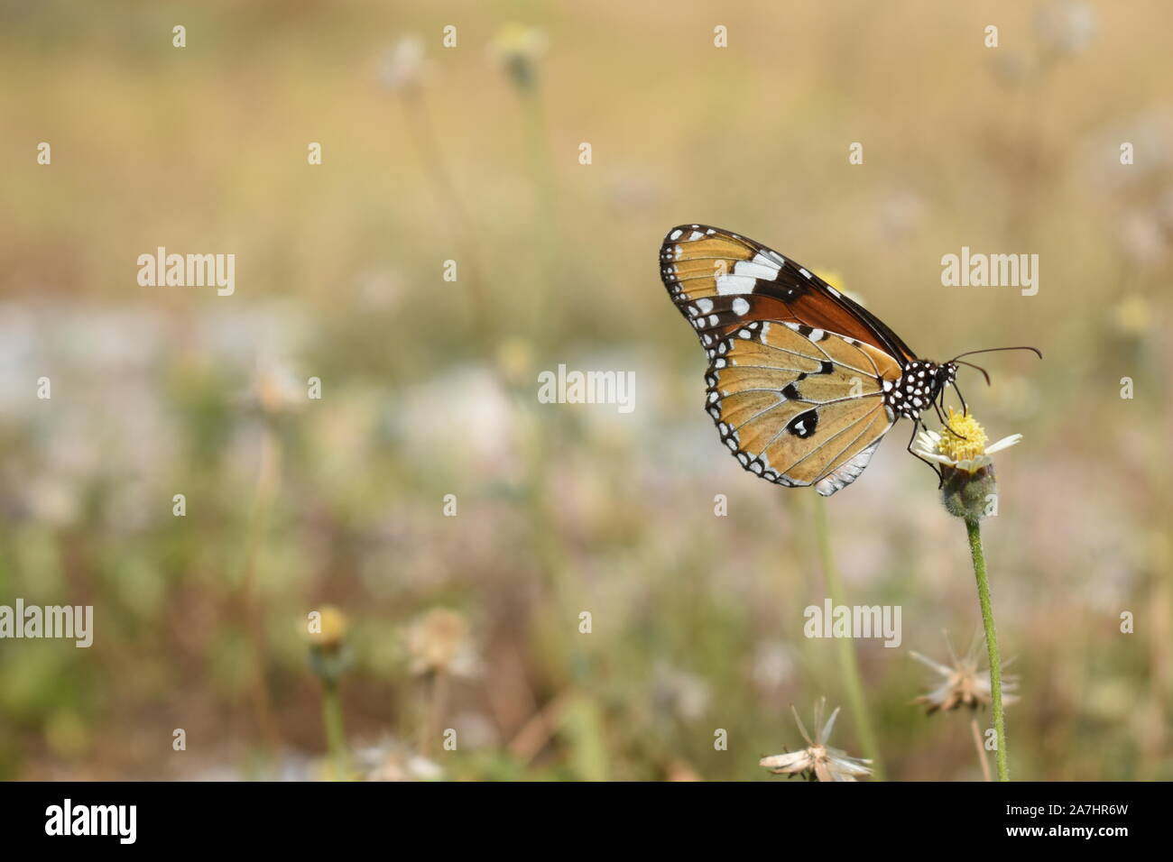 Butterfly native to indonesia hi-res stock photography and images - Alamy
