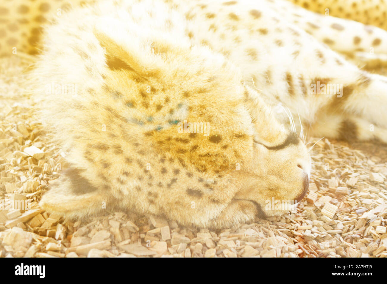 Baby leopard sleep hi-res stock photography and images - Alamy