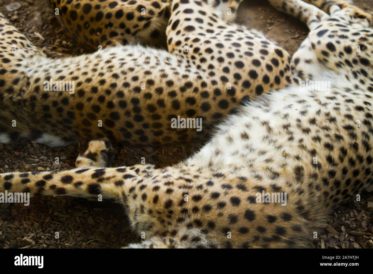 Sleeping gepard image. Gepards sleep on the ground Stock Photo - Alamy