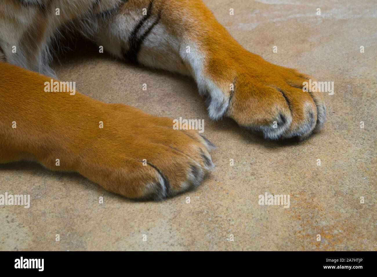 Tiger trace hi-res stock photography and images - Alamy