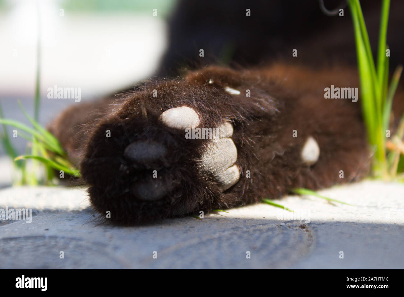 close up of homeless black cat paw Stock Photo - Alamy
