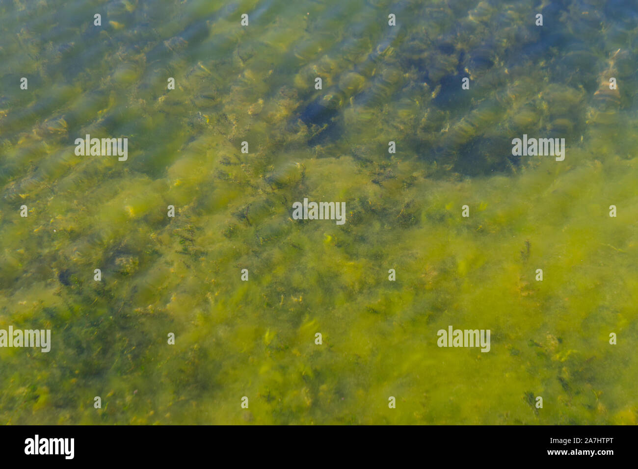Pond underwater plants fish sunlight hi-res stock photography and ...
