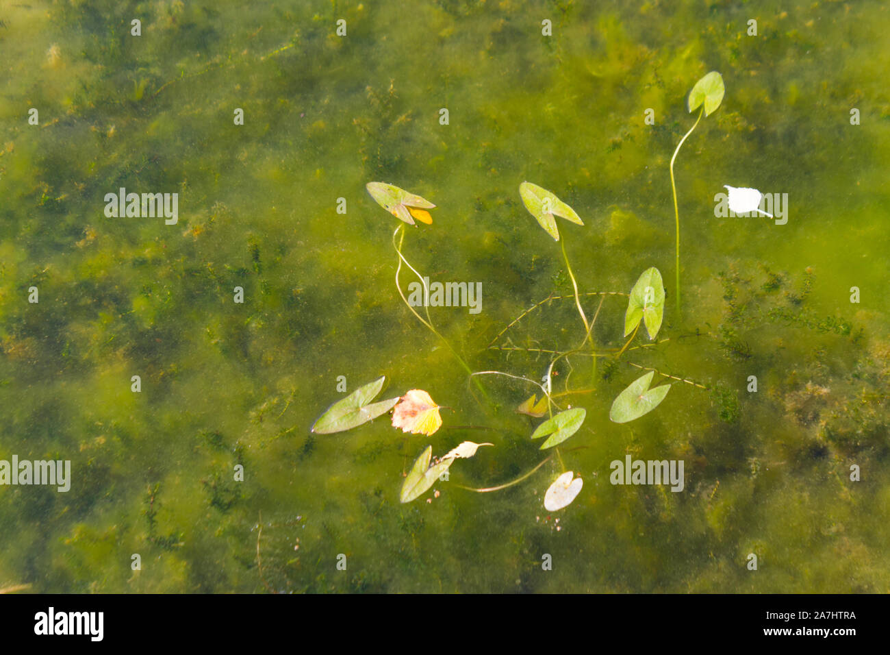 Under water plants in a swamp. Close up Stock Photo - Alamy
