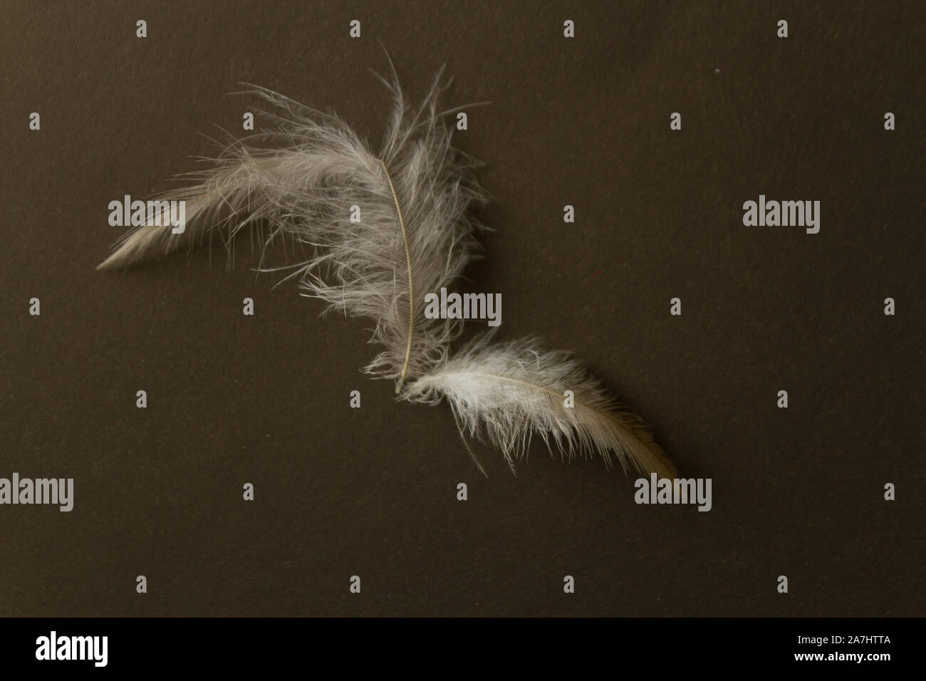 Broken feather on black background. Life problems concept Stock Photo ...