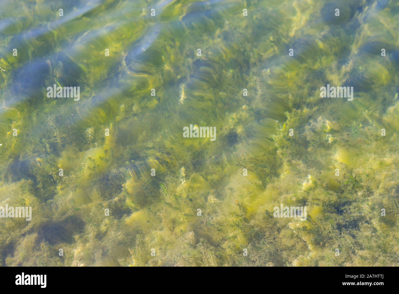 Under water plants in a swamp. Close up Stock Photo - Alamy